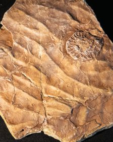 Before the Famous Fossils: Ancient Life in the Paleozoic Era in New ...